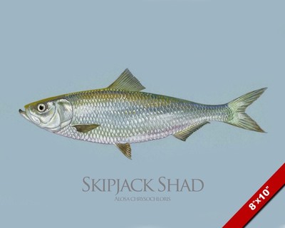 SKIPJACK SHAD FISH PAINTING AMERICAN FRESHWATER FISHING ART REAL CANVAS ...