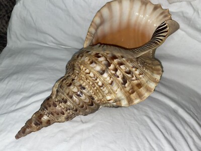 Huge Rare Triton Sea Shell From The Philippines | eBay