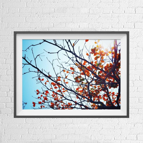 AUTUMN TREES SKYLIGHT SCENERY POSTER PICTURE PRINT Size A5 to A0 **NEW ...