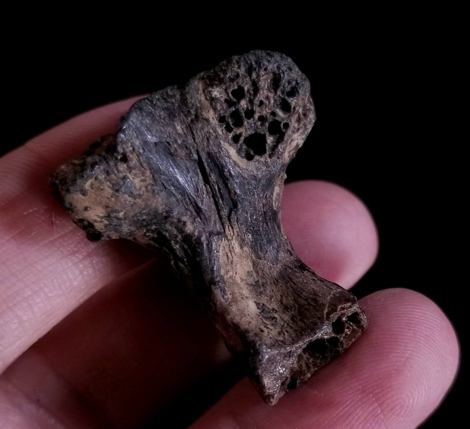 16 Calvert Cliffs MD Fossil Lot Shark Whale Dolphin Bone Teeth Early ...