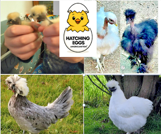 10+ FERTILE CHICKEN BARNYARD MIX HATCHING EGGS POSSIBLE POLISH SILKIE ...