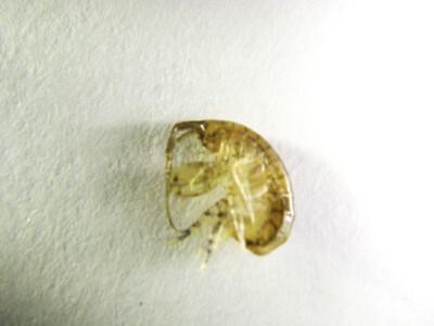 400 Amphipods Aquacultured Saltwater Amphipods by RUSALTY Live Fish ...