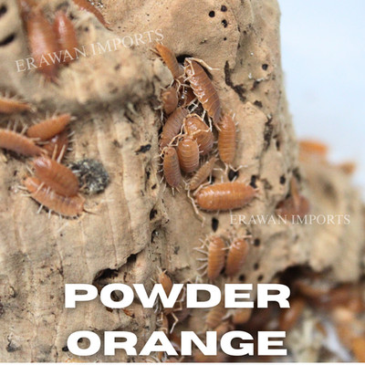 LIVE POWDER ORANGE ISOPODS Bioactive Crew "Free Shipping" 15 30 60 ...