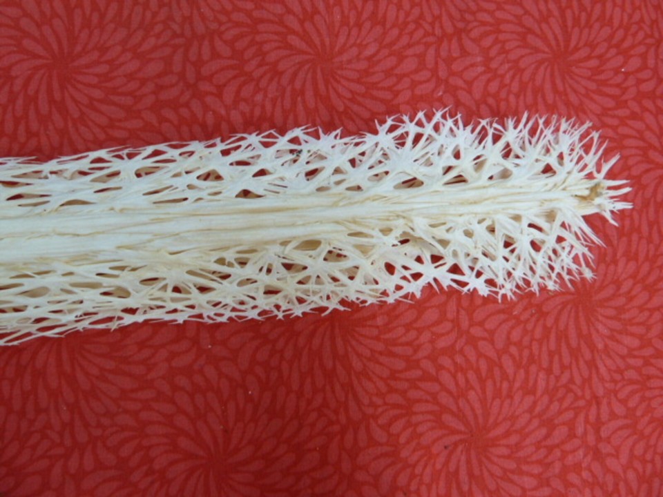 W3-k) 23" Paddlefish skeleton head bill Polyodon spathula spoonbill ...