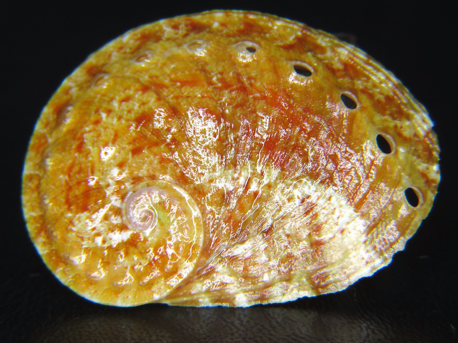 HALIOTIS OVINA PATAMAKANTHINI: INDIGINEOUS OVINA FORM OF THAILAND @ 40 ...