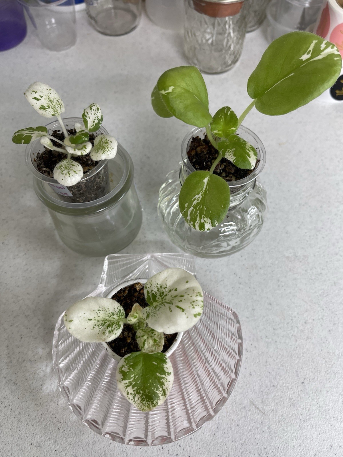 African Violet PLANT ~ * WATERMELON SNOW * ~ | eBay