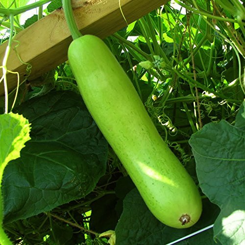 Loki Vegetable Seeds Seeds to grow all seasons in Your Home & kitchen ...