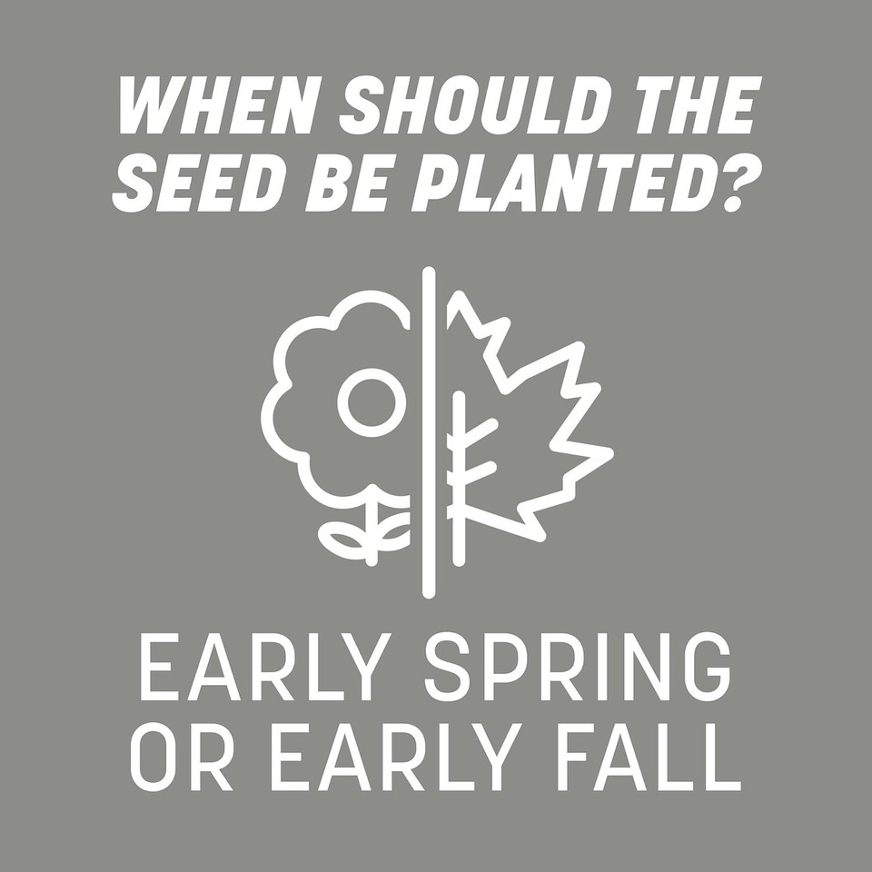 Fast Germinating Contractors Grass Seed Mix - 7 lb for 4-6 Hours of Sun ...