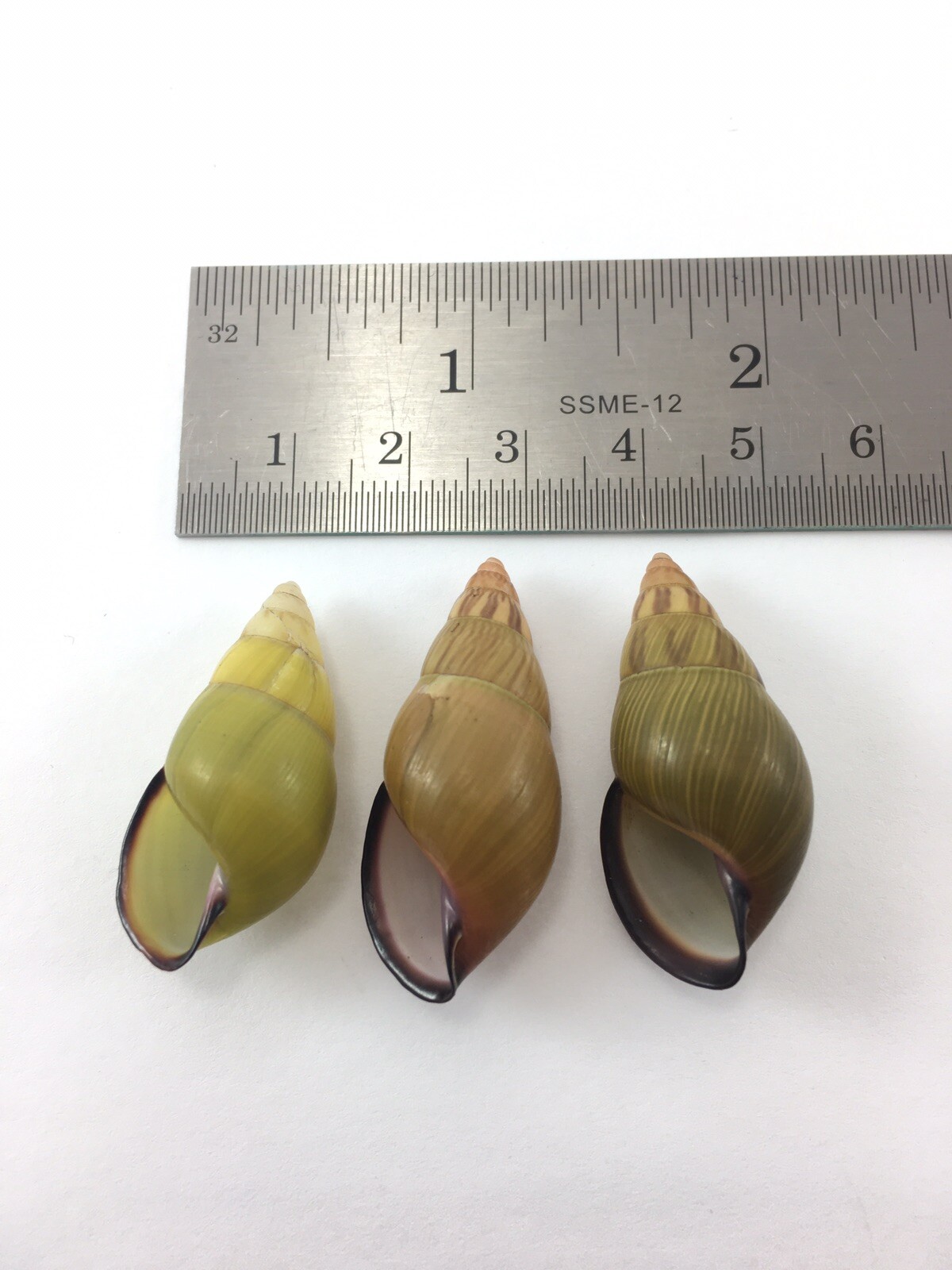 #15 Amphidromus Noriokowasoei Lot Of 3 Land Tree Snail Shell Vietnam 31 ...