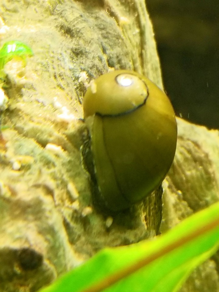 25 Live Freshwater Olive Nerite Snails Eats lots of algae great ...