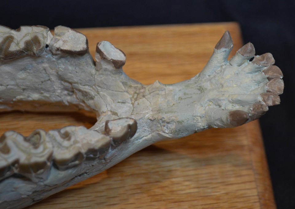Rare Hyracodon Fossil Jaw on Oak Stand, Badlands, South Dakota ...