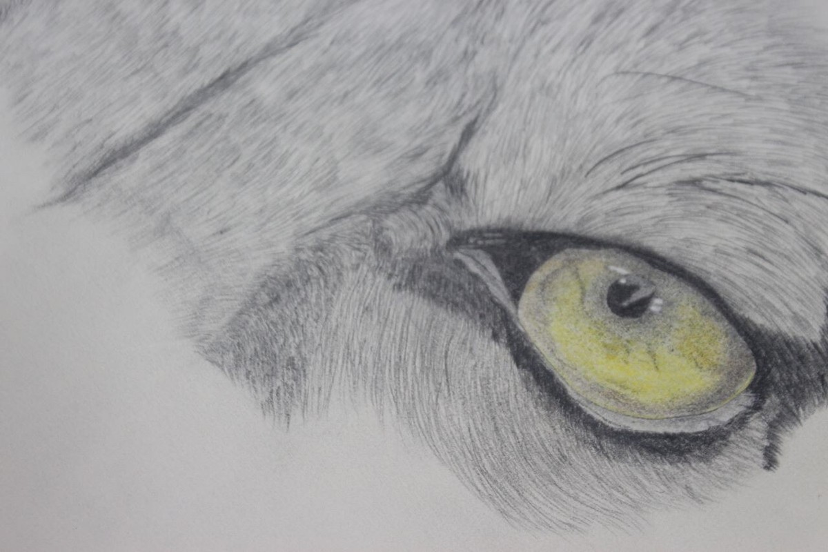 Charcoal Drawings Of Wolf Eyes