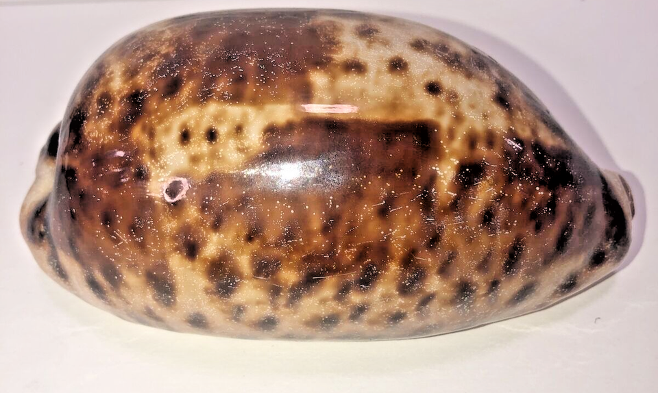 Rare, Huge, 125mm Glossy Seashells From Collection With Rare Designs | eBay