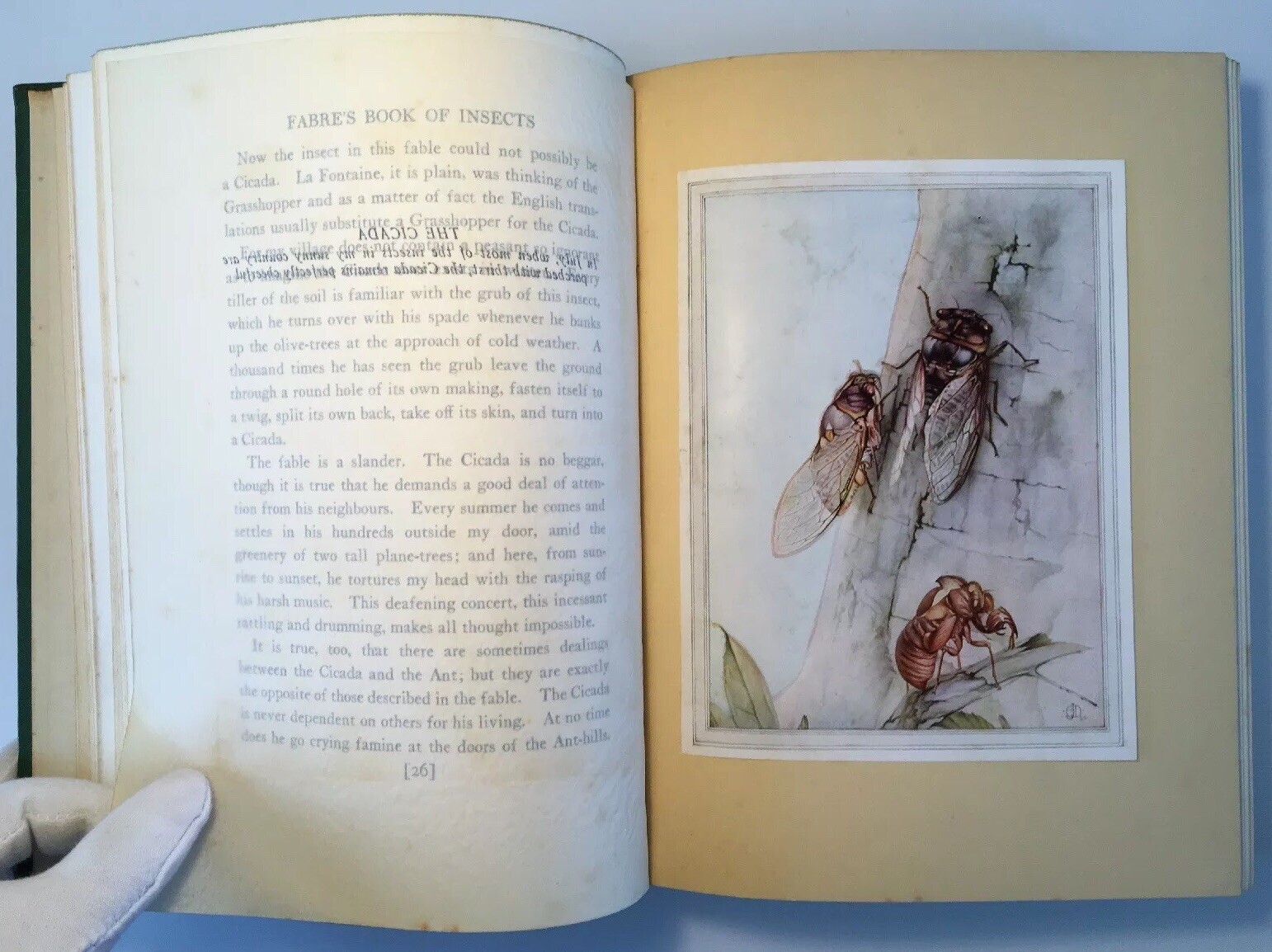 Fabre’s Book Of Insects, 1935 New Edition, E J Detmold Illustrated ...