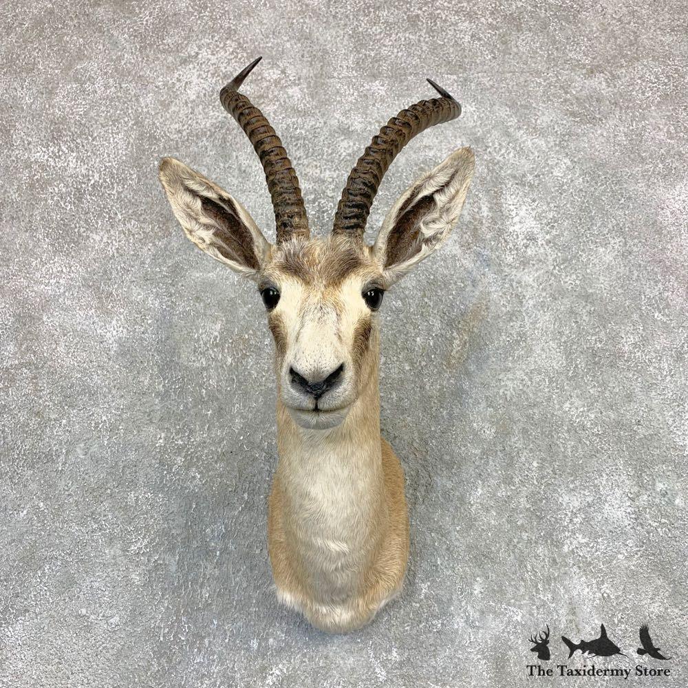 Gazelle Head GUNNAR NYLUND, A Unique Stoneware Sculpture Of A