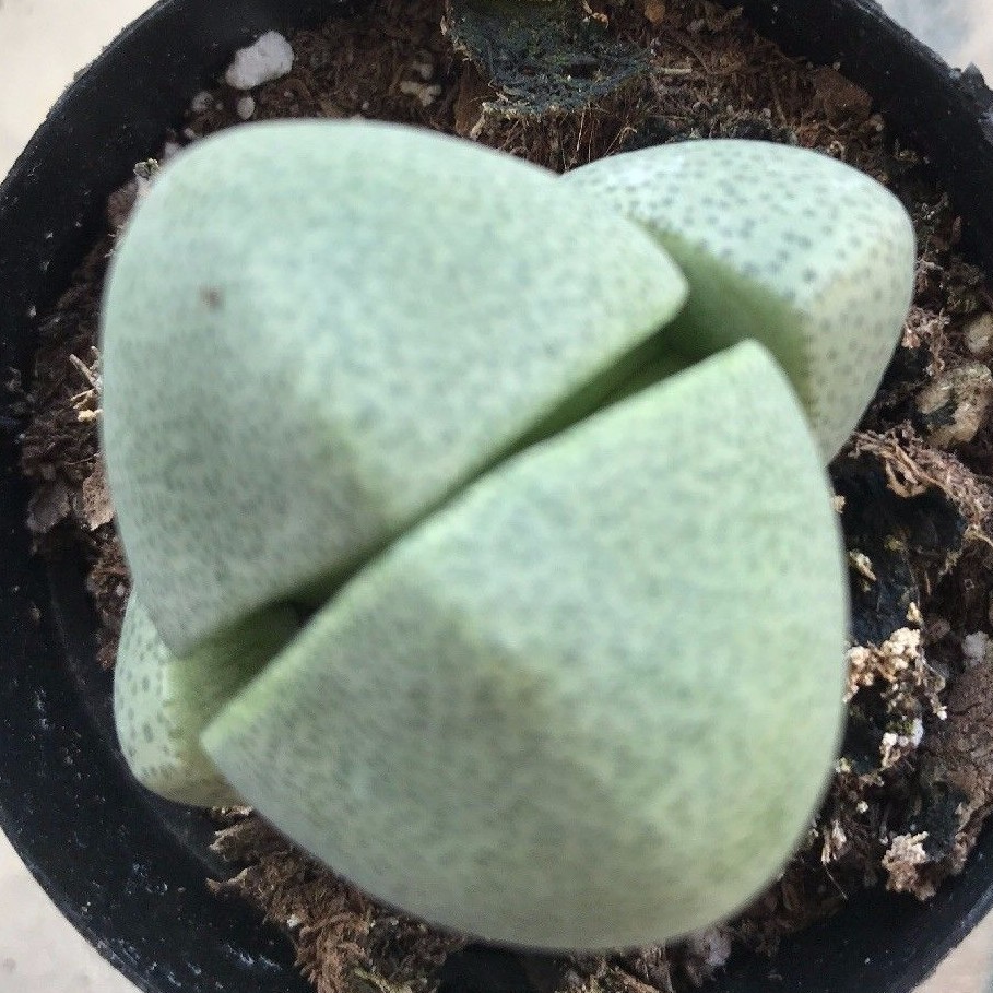 Pleiospilos Nelii, Split Rock Cactus Cacti Succulent Plant 2.5" Pot | eBay