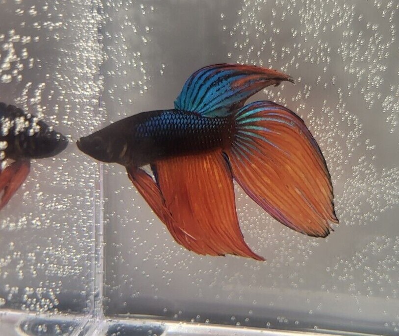 Live Male Betta Fish - Orange Blue Veiltail | eBay