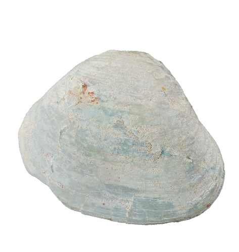 Fossil Opalised Shell. Cyrenopsis sp Cooper pedy. S Aust. Australia ...