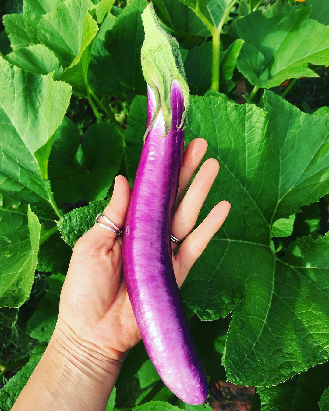EGGPLANT Ping Tung 15 Seeds ASIAN VEGETABLE garden aubergine SPRING ...