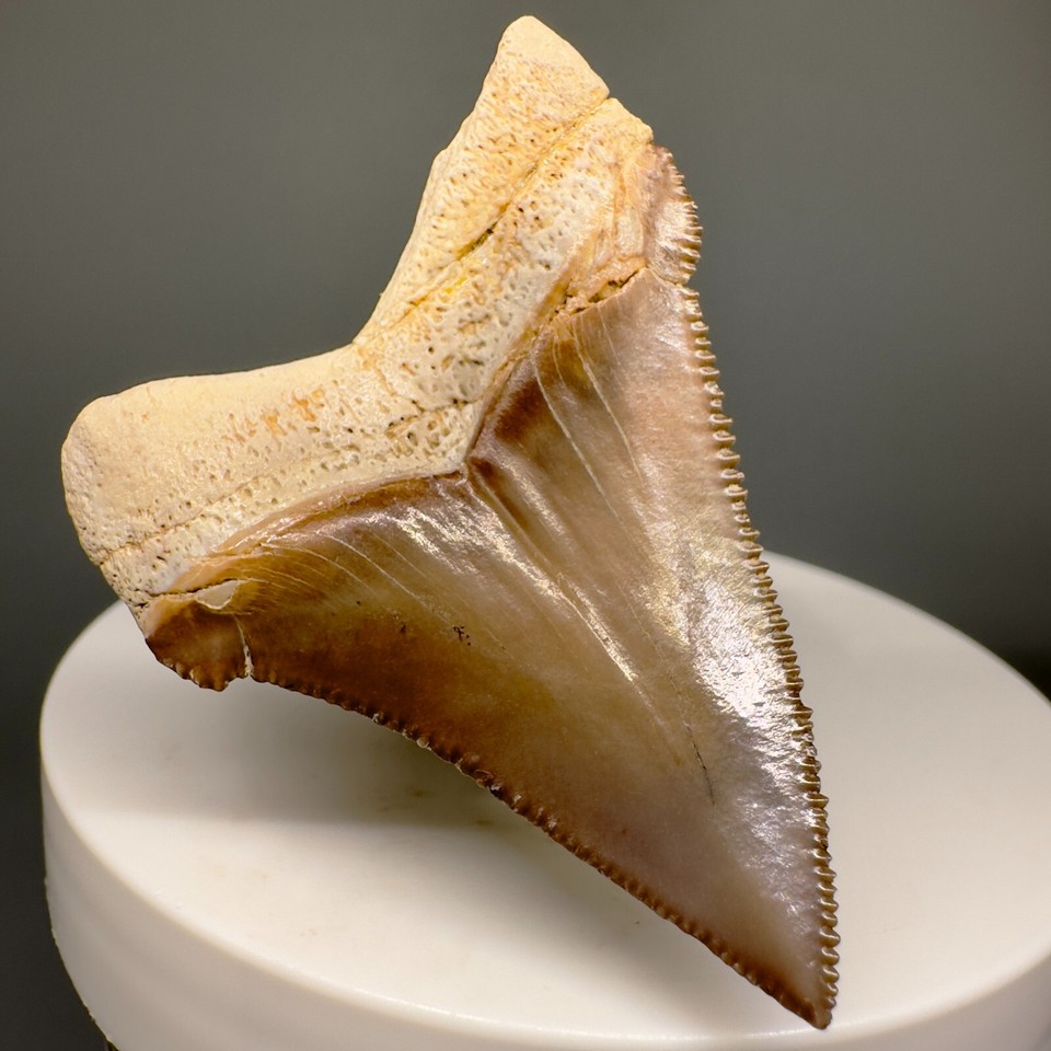 Sharply serrated, Colorful 1.84" Fossil CHUBUTENSIS Shark Tooth - Peru ...