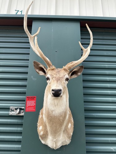 Massive Horned Axis Buck Deer Shoulder Mount Taxidermy | eBay