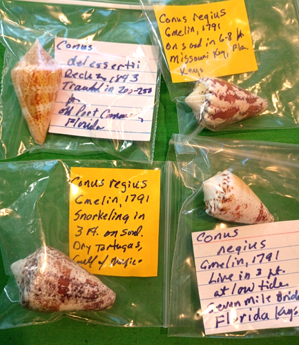 Small-medium Cones Collection [4 lots] #K1200 Caribbean 38-47mm | eBay