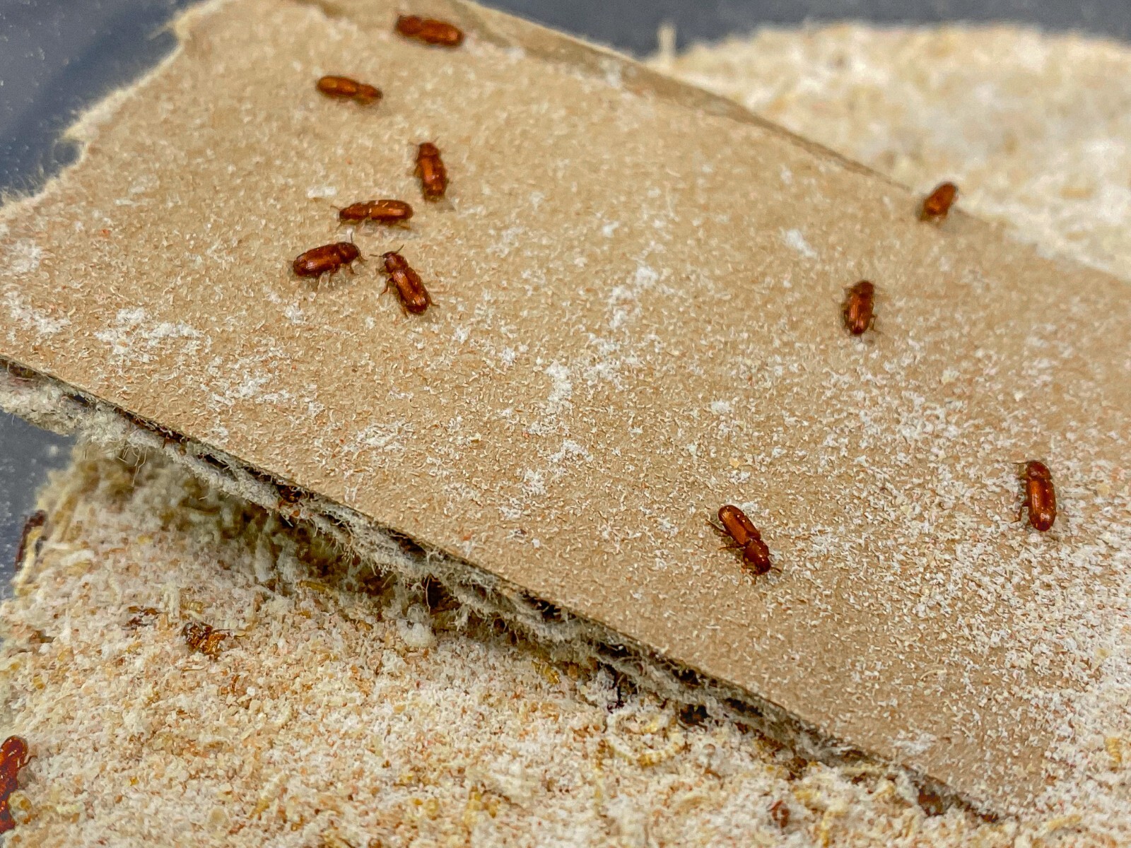 Rice Flour Beetle 100+ (Tribolium confusum) Fruit Fly Pinhead ...