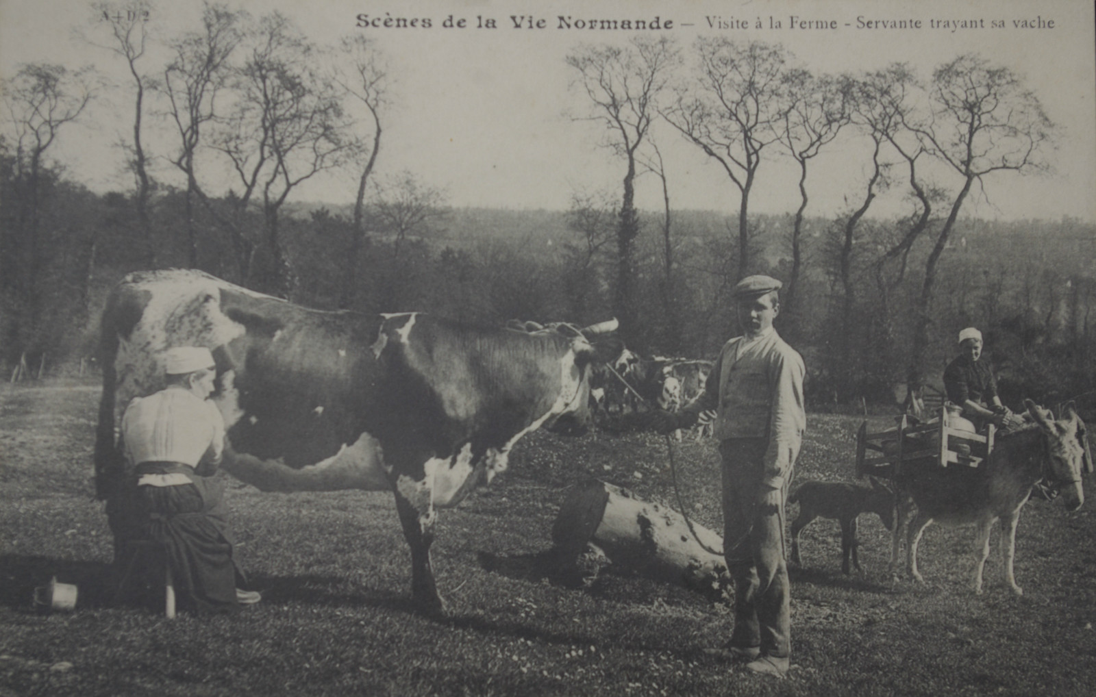 CPA - Scenes Of Life Norman, Visit to The Farm, Drafts Cows - 1914 ...
