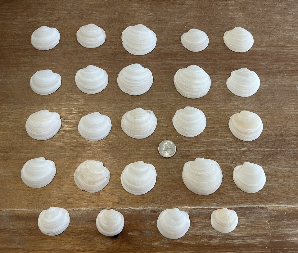 Buttercup Lucine Sea Shell lot 24 Handpicked Sanibel Florida | eBay