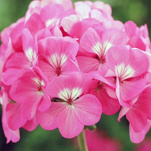 Perfect Plants - Geranium Plants Pink - 6 Pack Bedding Plants | eBay