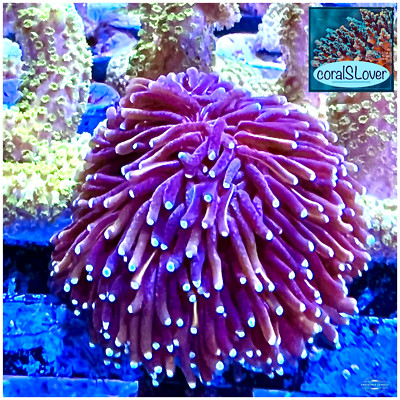 live coral Rainbow Galaxea Long Tentacles by "coralSLover" | eBay