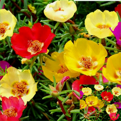 Portulaca single flowered mixed 235 Seeds FLOWERS Beautiful GARDEN ...