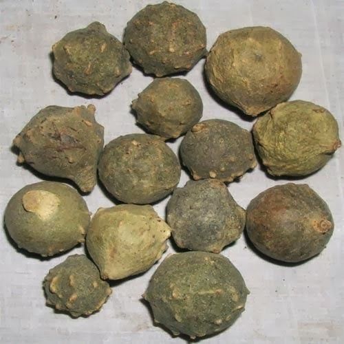 Gall Oak Aleppo oak Masikai Magic Nut Downy Oak Mayakku Mayaphala ...