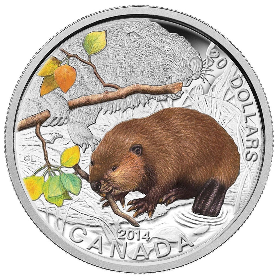 2014 Canada $20 Baby Beaver Coin and Stamp Set | eBay