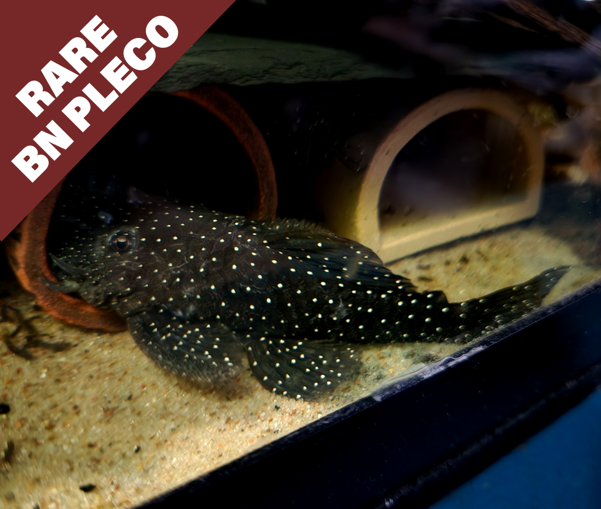Pleco Raro Leopard Pleco Amazon Basin Armored Catfish Helpful