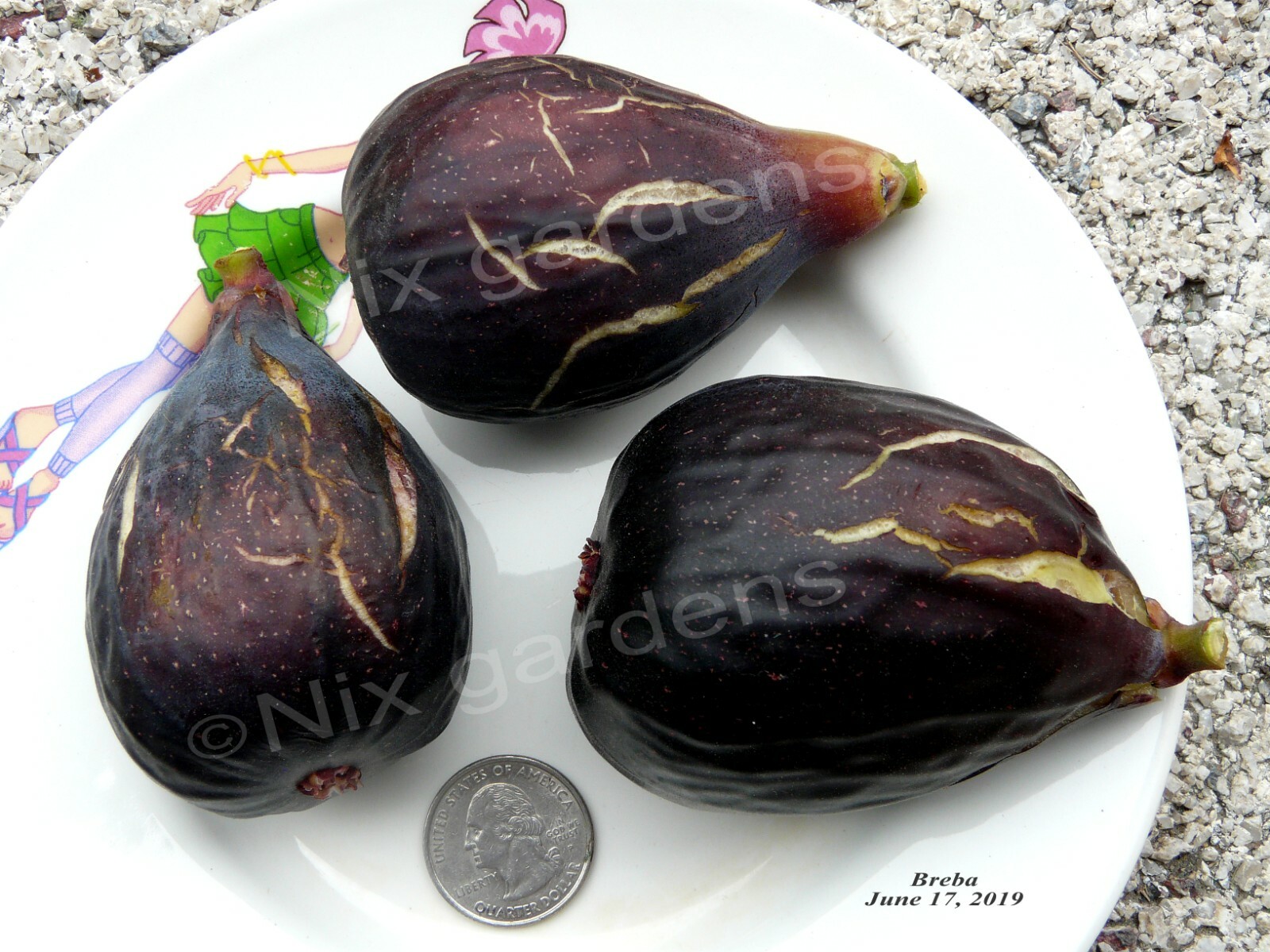 "LEBANESE BLACK/PURPLE" HEIRLOOM FIG TREE (2) Cuttings - Vigorous ...