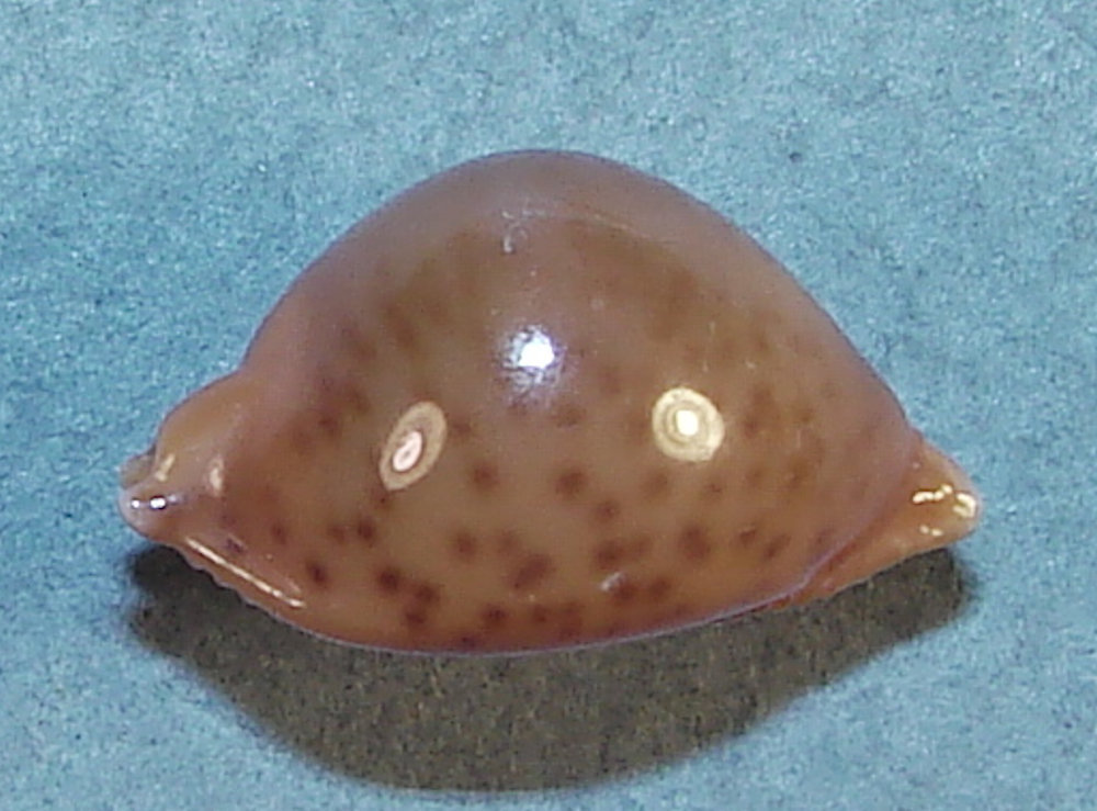 CYPRAEA GLOBULUS SPHAERIDIUM 17.31mm SUPER CHOICE SPECIMEN Balabac ...