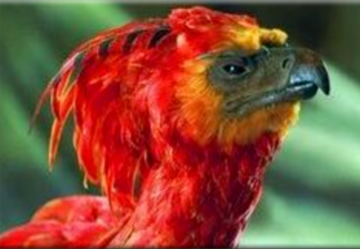 Phoenix Bird Facts Harry Potter - Infoupdate.org