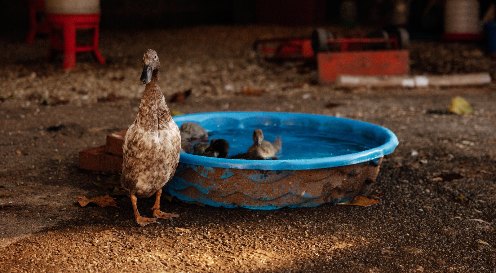 6 Fertile Duck Eggs For Hatching! Khaki, Blue Runner, Harlequin, Cayuga ...