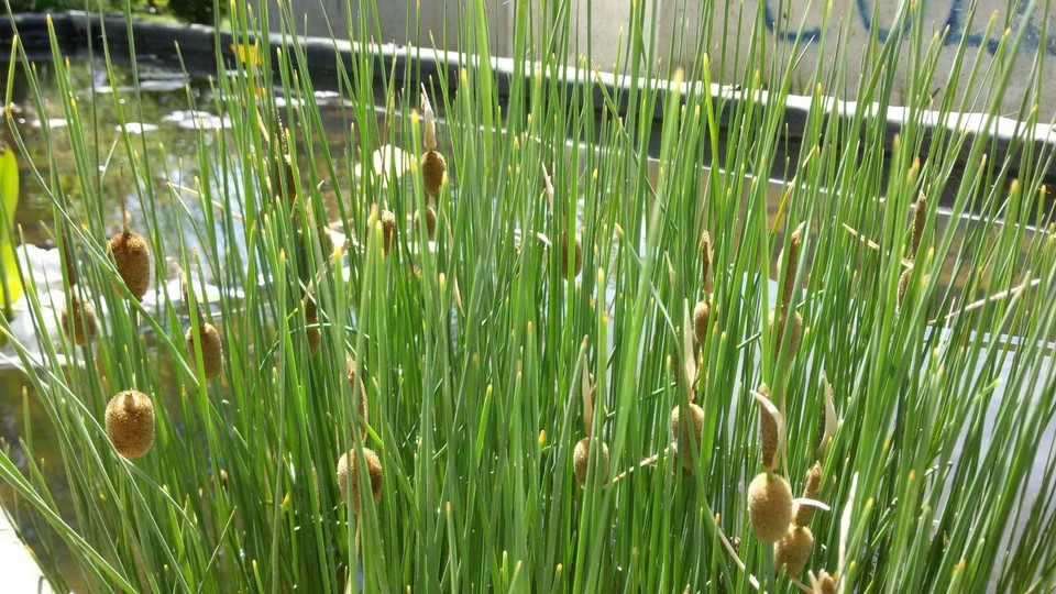 Typha Minima Dwarf Bullrush water lilies pond plants marginal plants ...