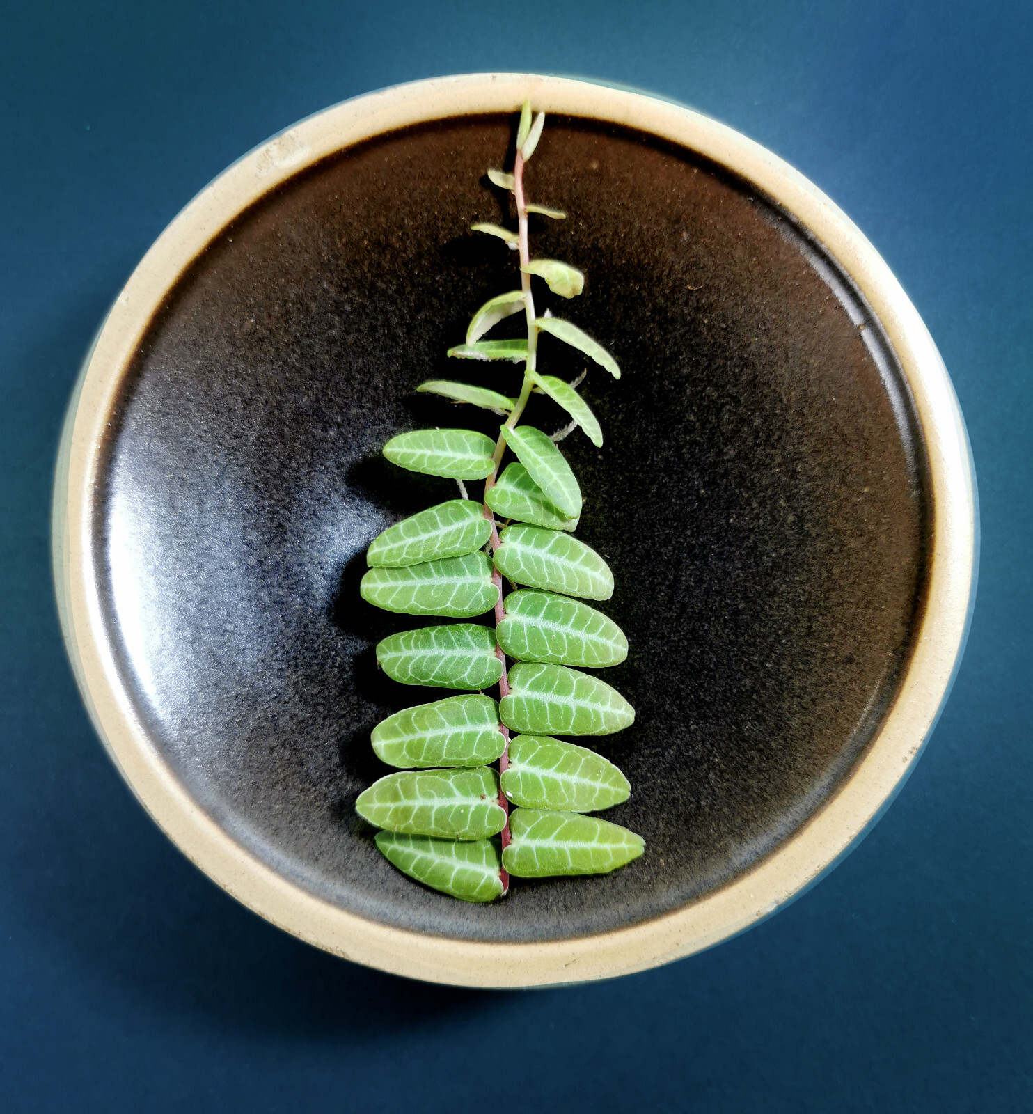 Mounted Marcgravia Species Choose - Rare Shingle Terrarium Vivarium ...