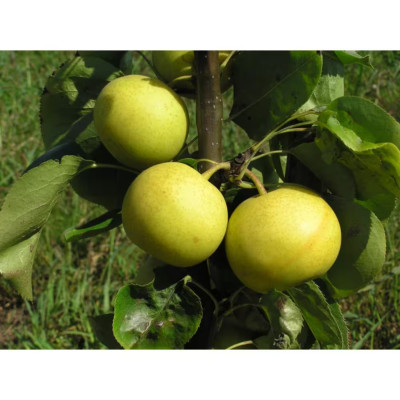 Dwarf Nijisseiki Asian Pear Bare Root | eBay