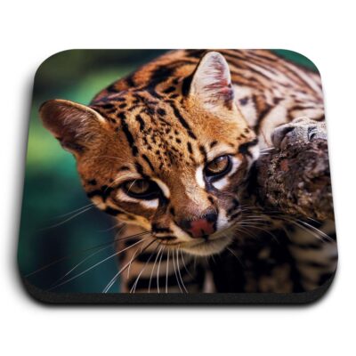 1x Square Fridge MDF Magnet Ocelot Leopard Cat Brazil Wild Animal ...