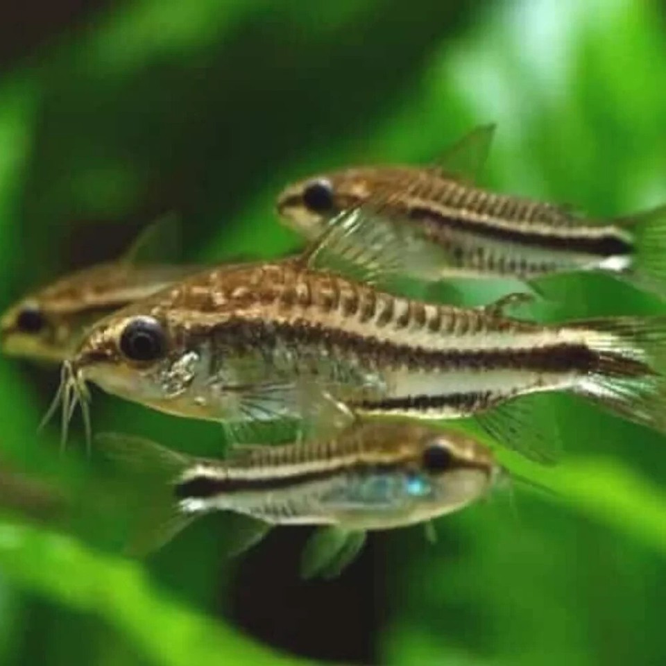 6 Pygmy Corydoras TANK BRED! HIGH QUALITY!! Live Freshwater Fish Cory ...