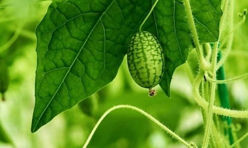 Cucumber Mexican Mini Sour Gherkin seeds, non-GMO, organically grown in ...