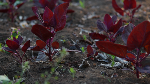 Red Orach Seeds French Spinach for Garden, Atriplex Hortensis, Tracking ...