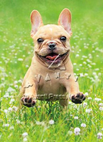 Valentine's Day Greeting Card - Frenchie Running | eBay