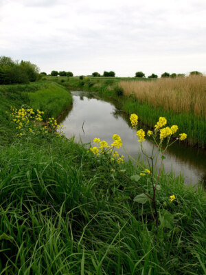Photo 6x4 Burstwick Drain near the A1033 Hedon The waterway drains a ...