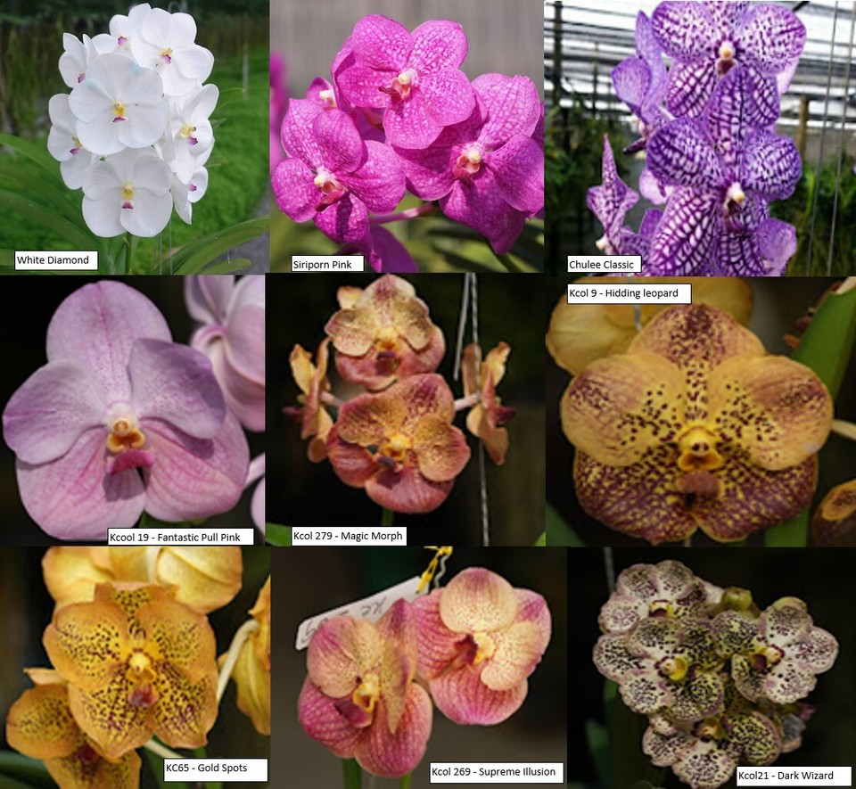 (M9) Choose 4+ Live Orchids plants | eBay