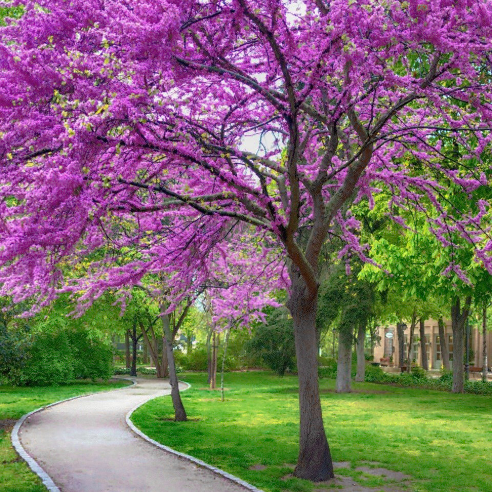 Western Redbud Tree